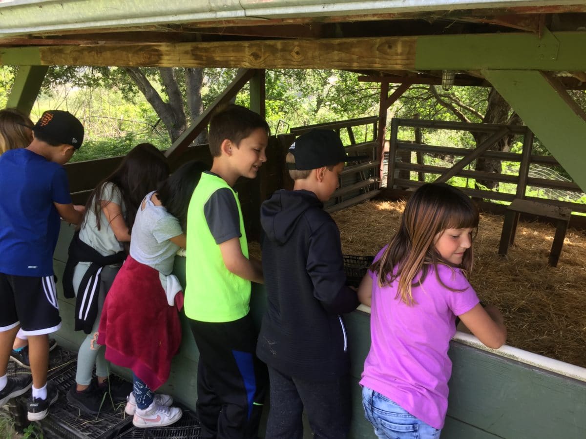 Springtime Field Trips – Farm Discovery